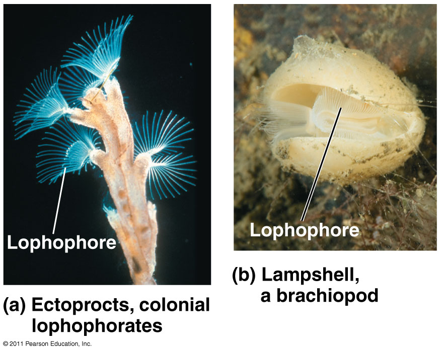 Lab 11 online - Animals 3