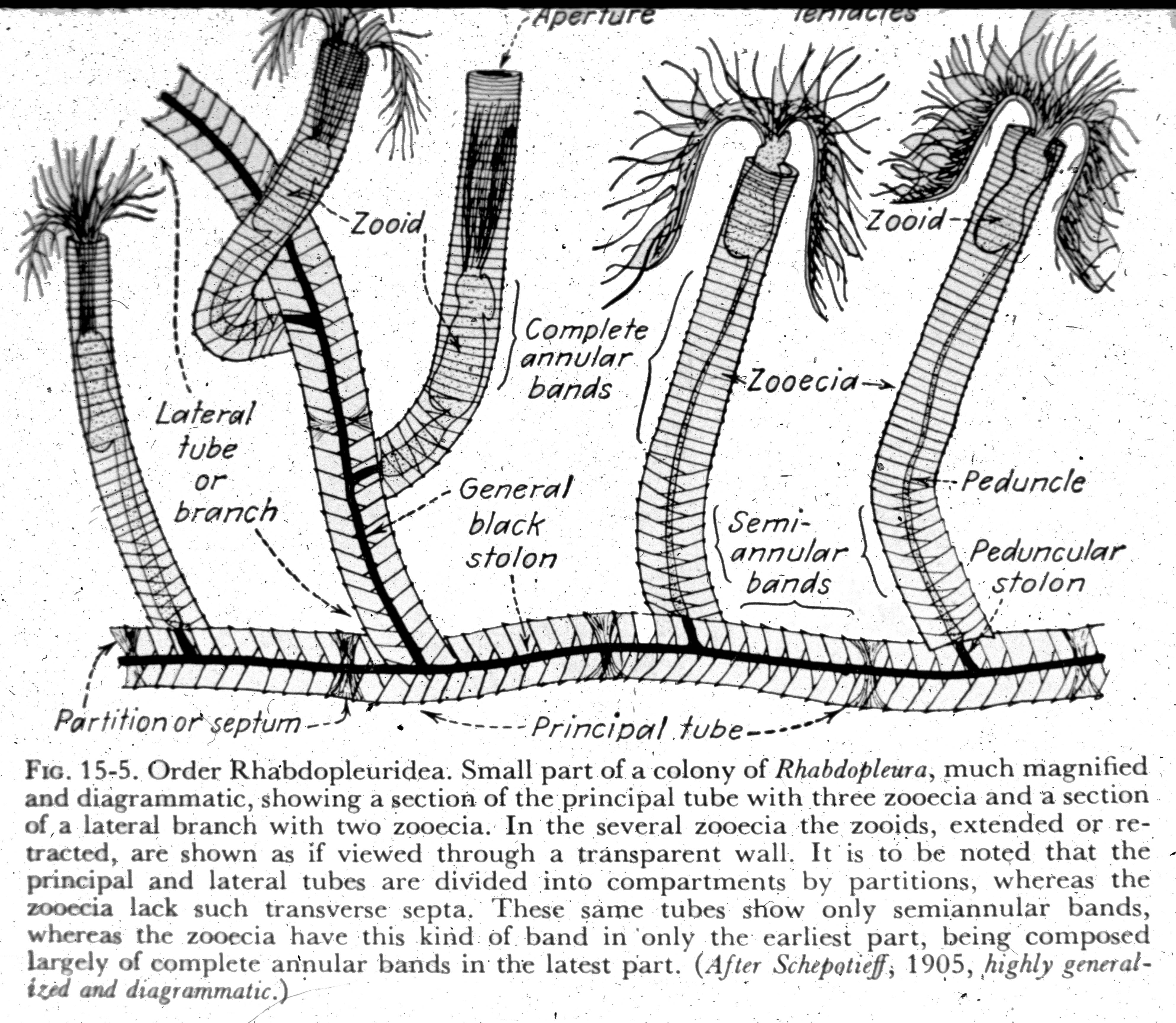 Introduction To The Hemichordata