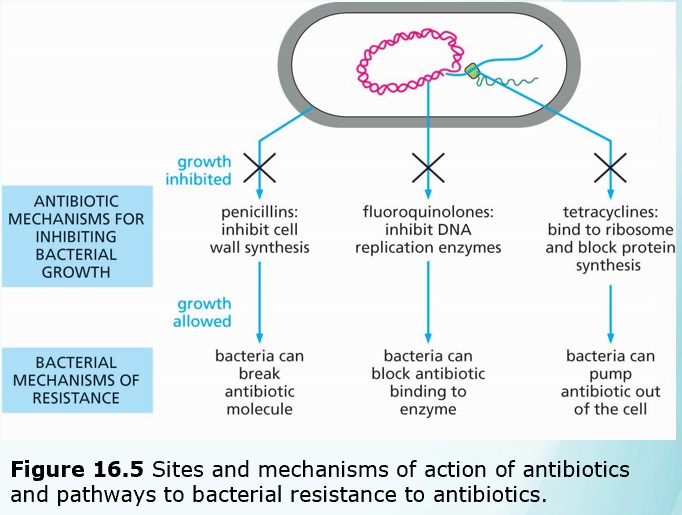 Emerging Infections