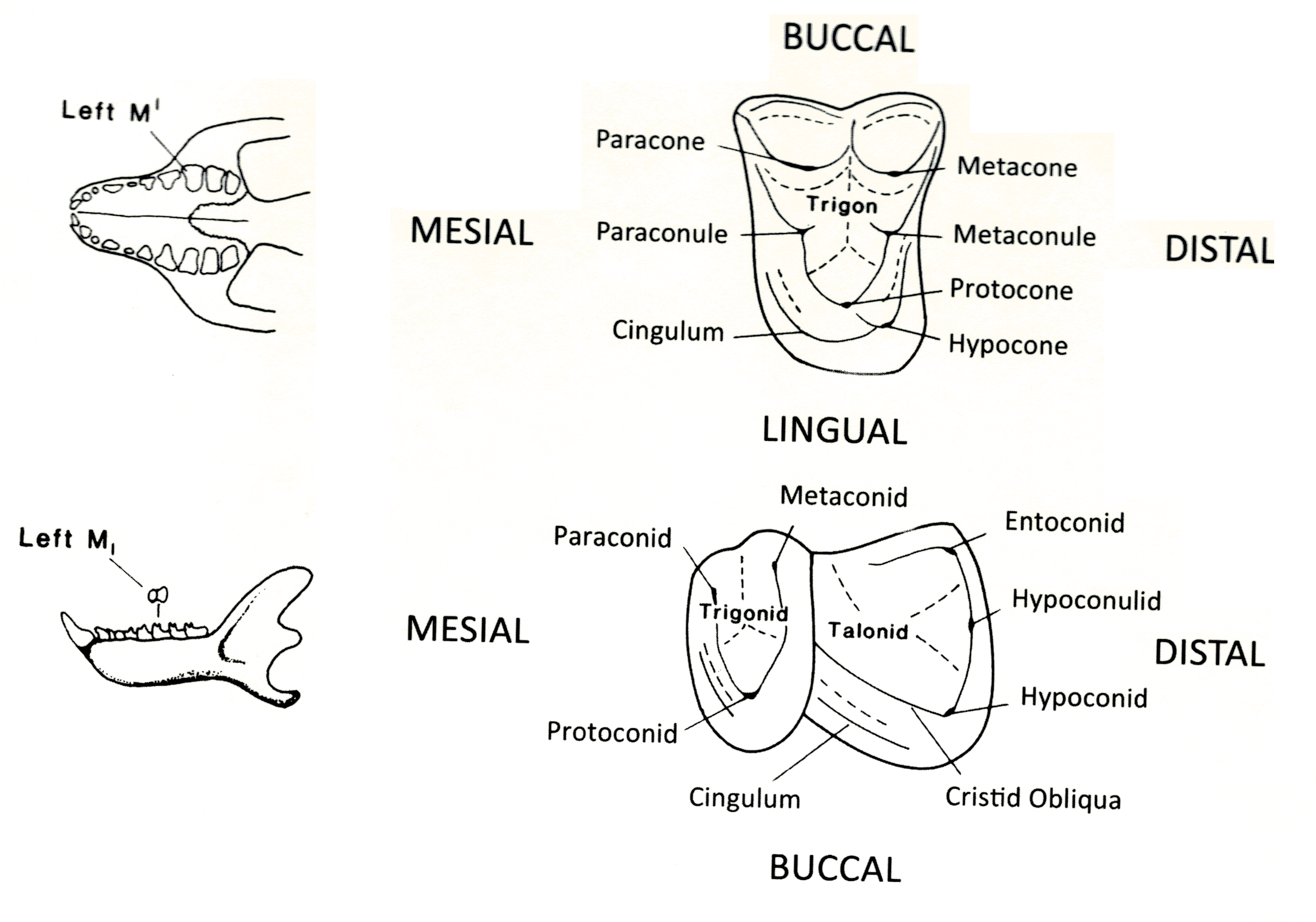 Primate skeletons, skulls, teeth, diets
