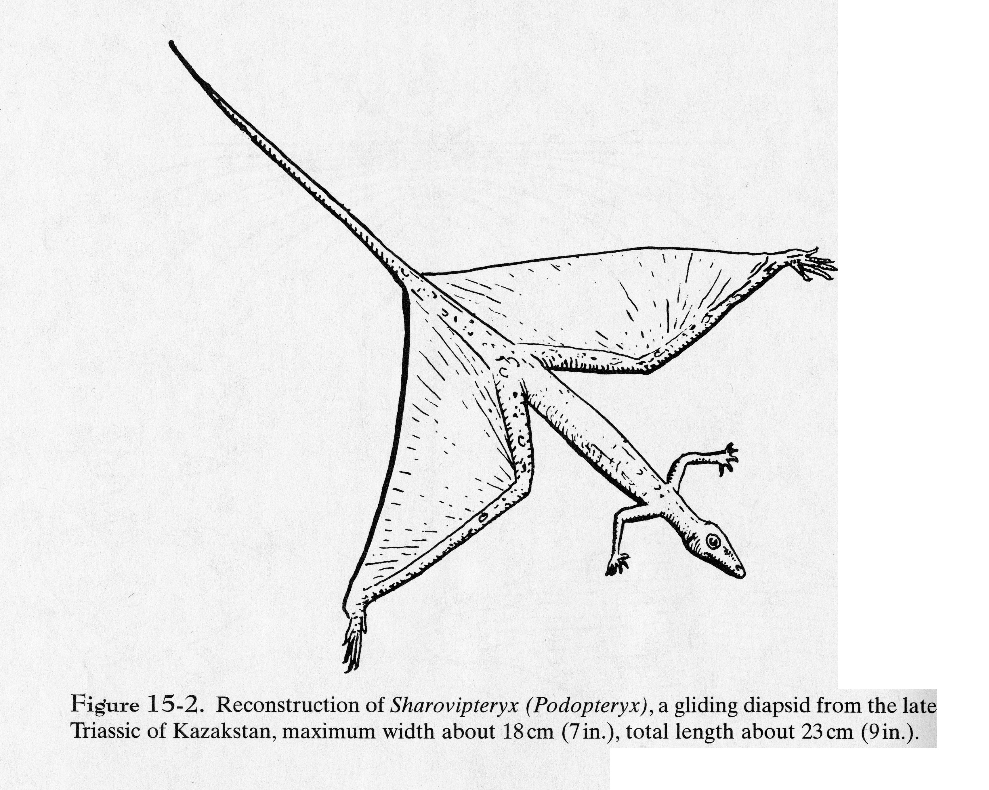 Paleo Slides 09 Reptiles III