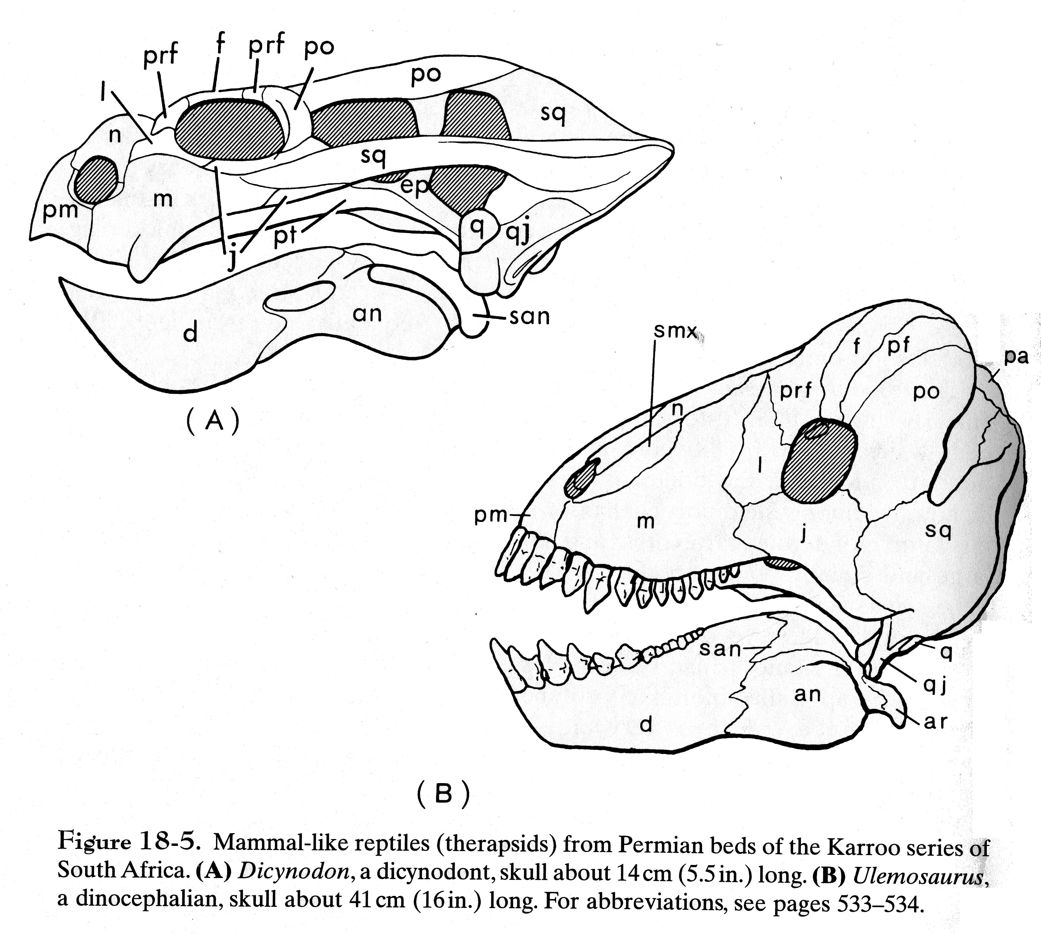 Paleo Slides 11a Synapsids