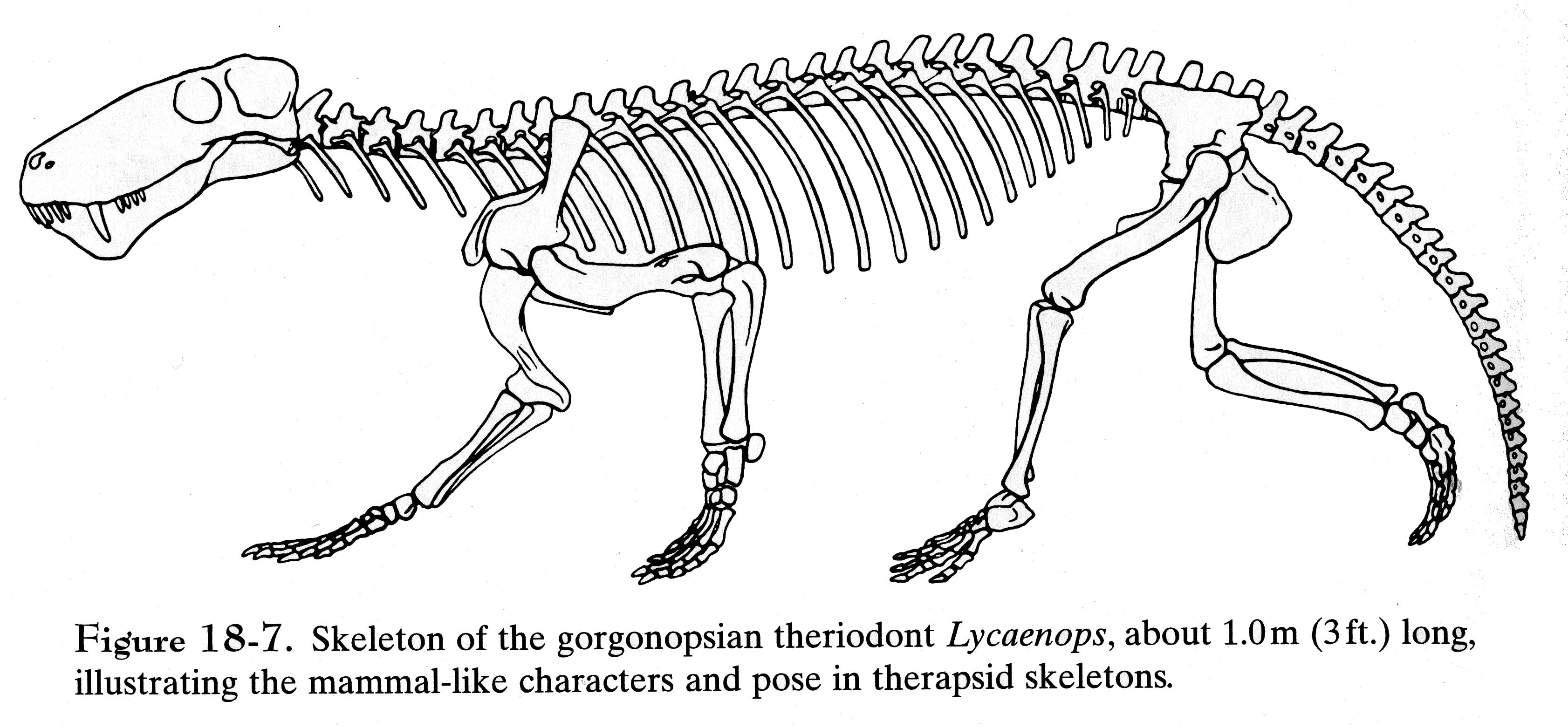 Paleo Slides 11a Synapsids