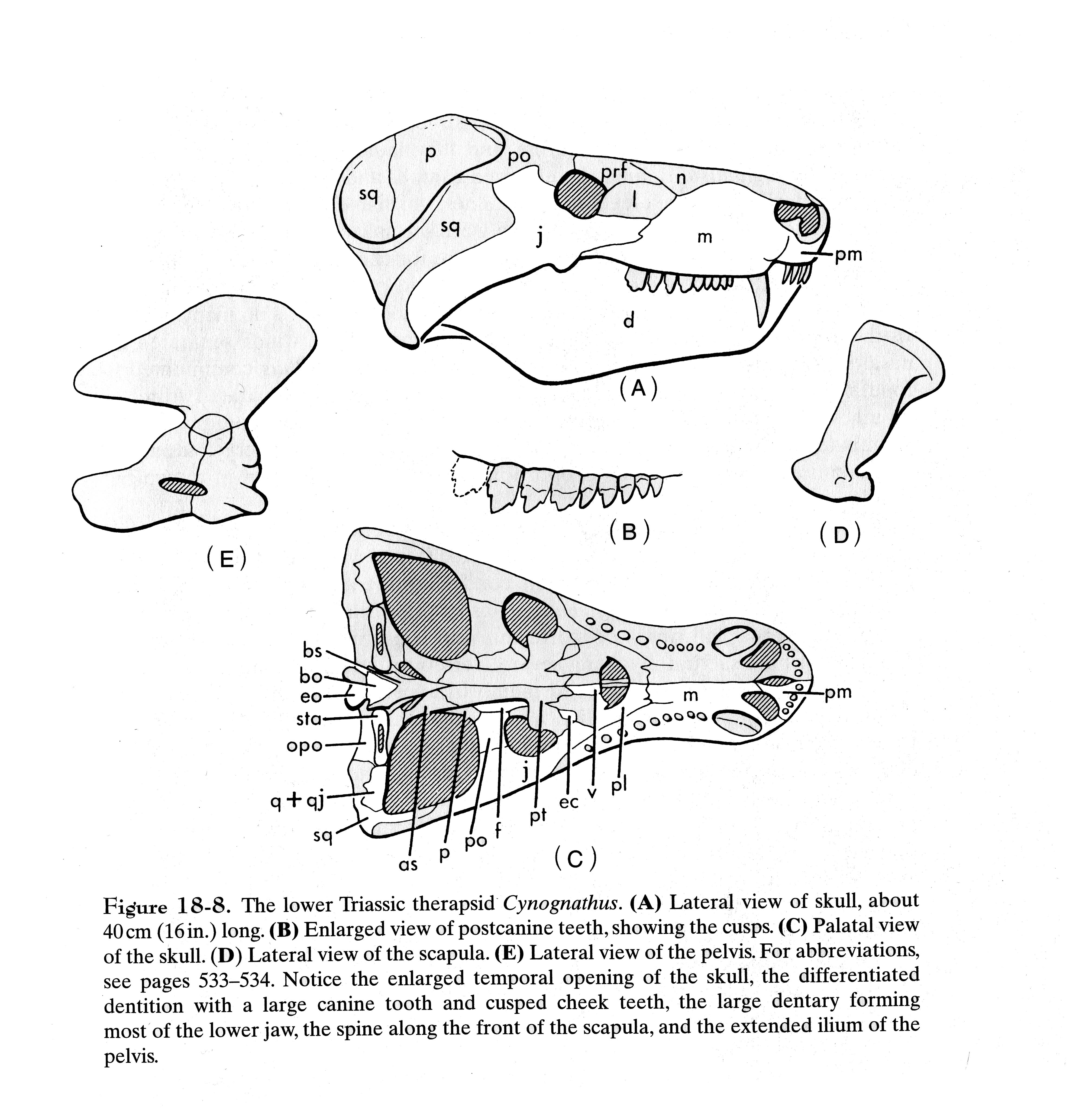 Paleo Slides 11a Synapsids