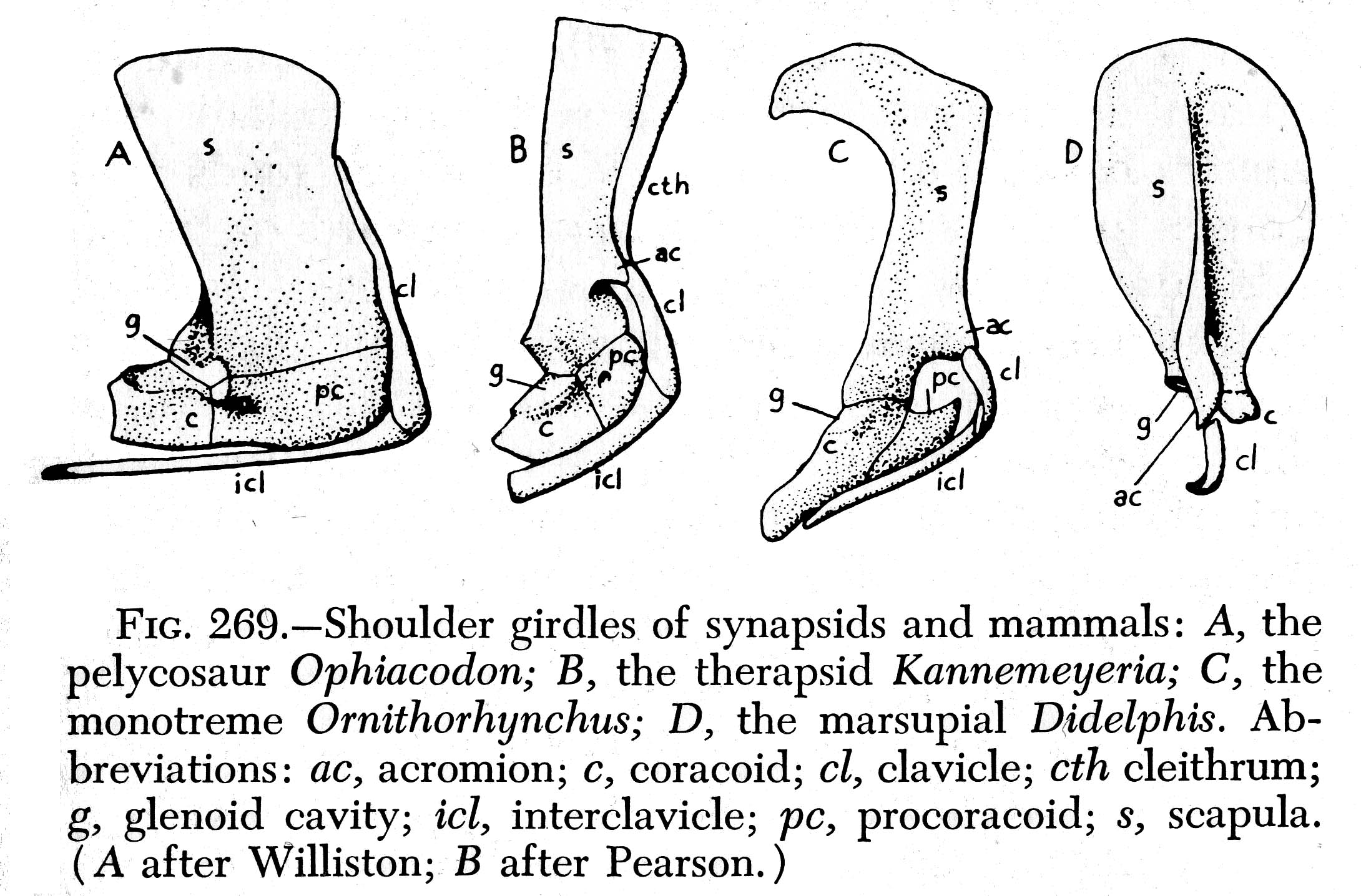 Paleo Slides 11a Synapsids