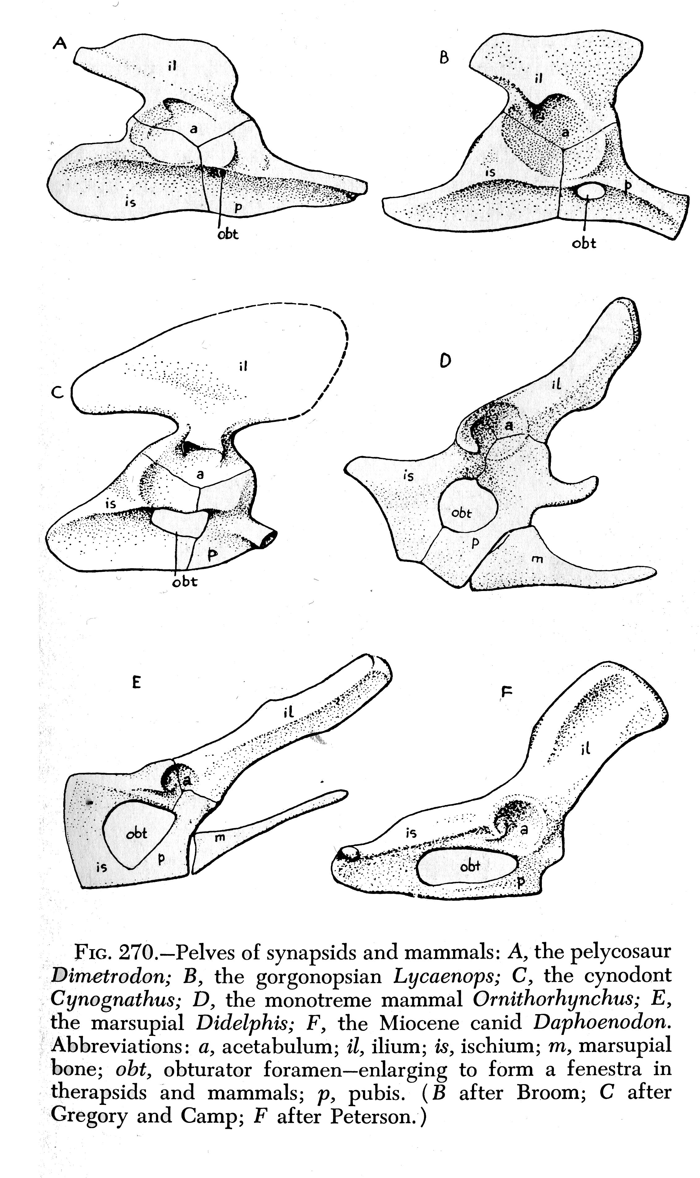 Paleo Slides 11a Synapsids