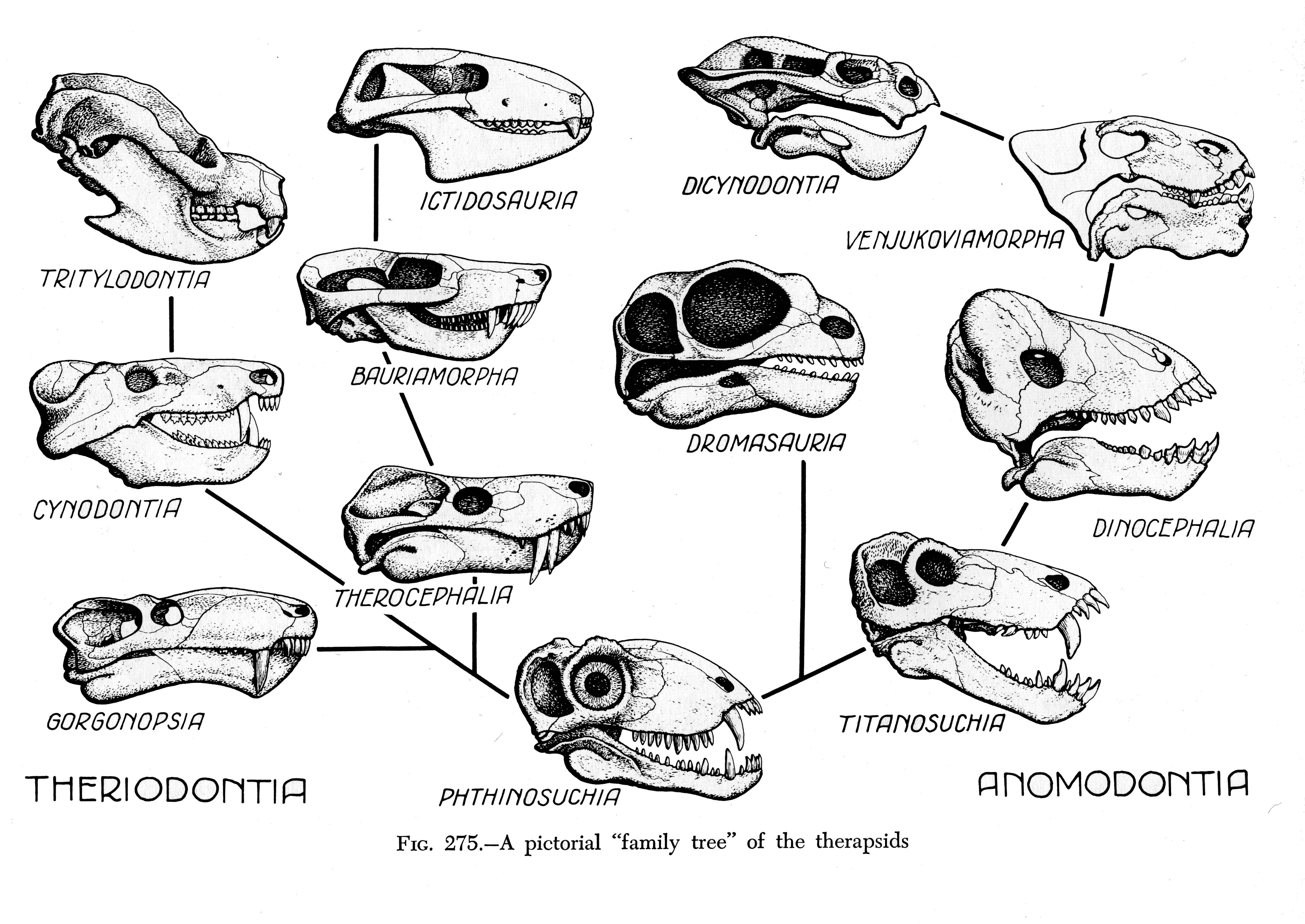 Paleo Slides 11a Synapsids