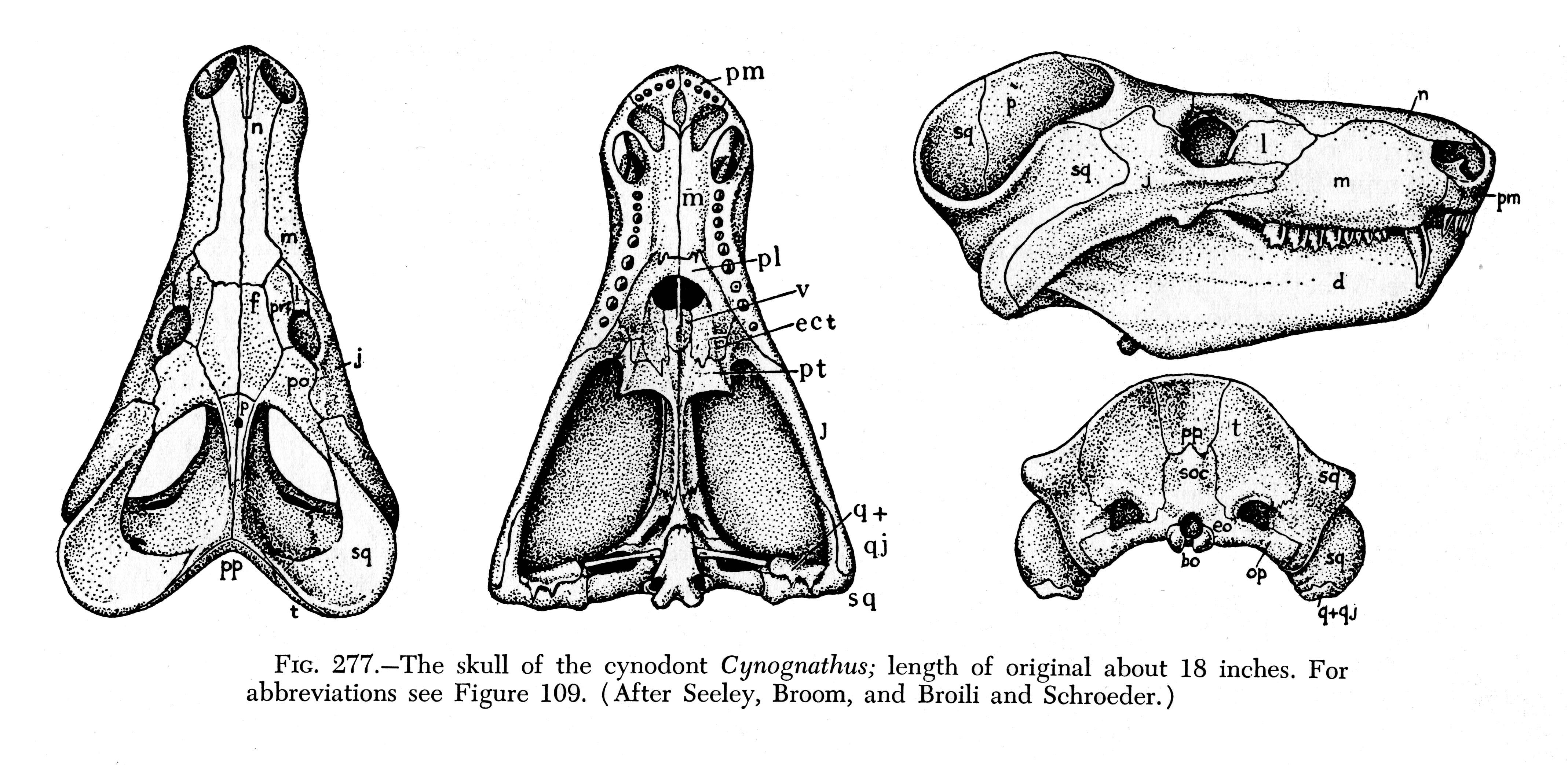 Paleo Slides 11a Synapsids