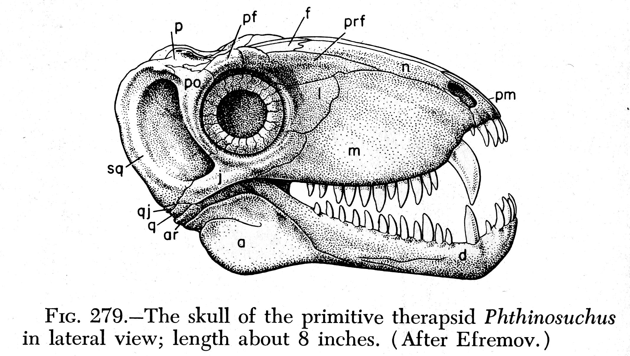 Paleo Slides 11a Synapsids