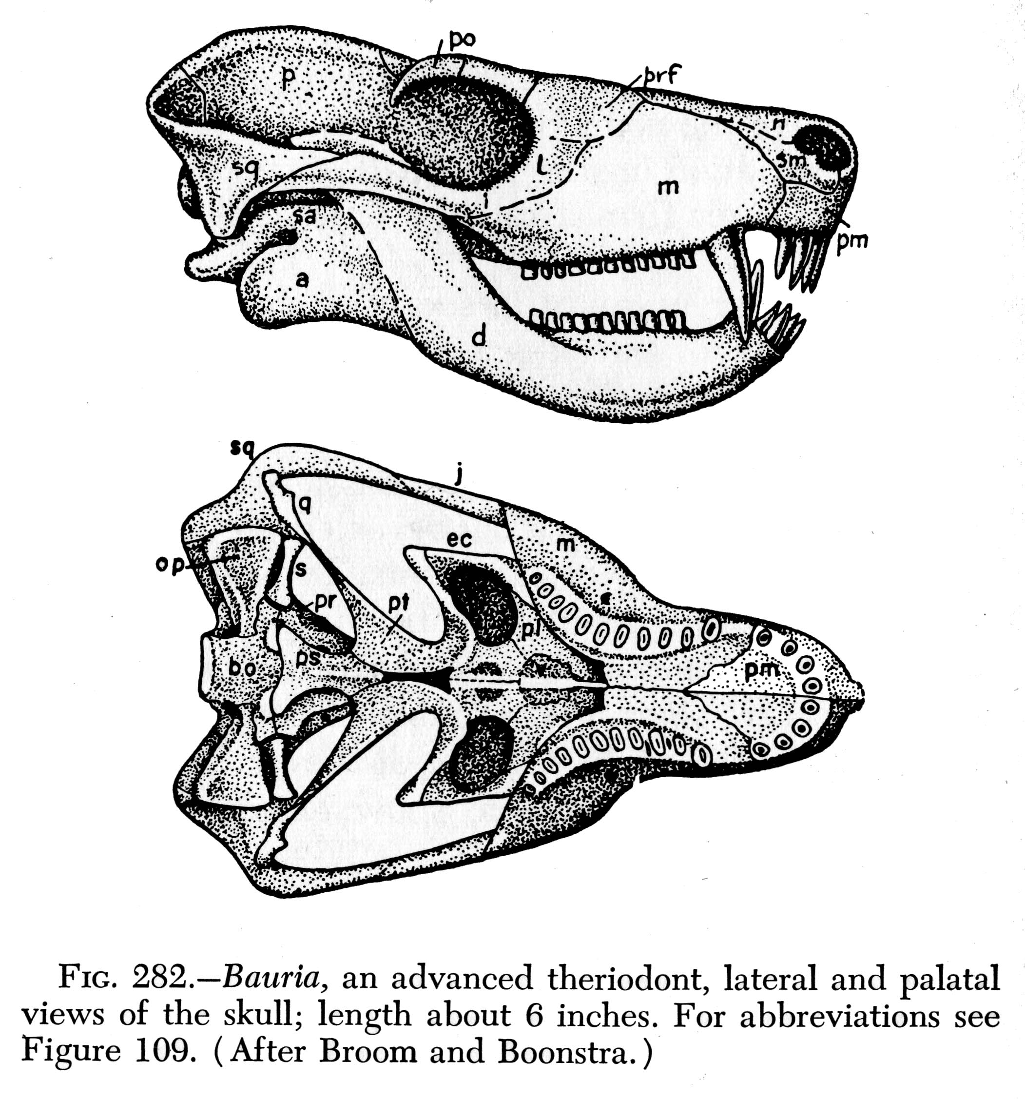 Paleo Slides 11a Synapsids