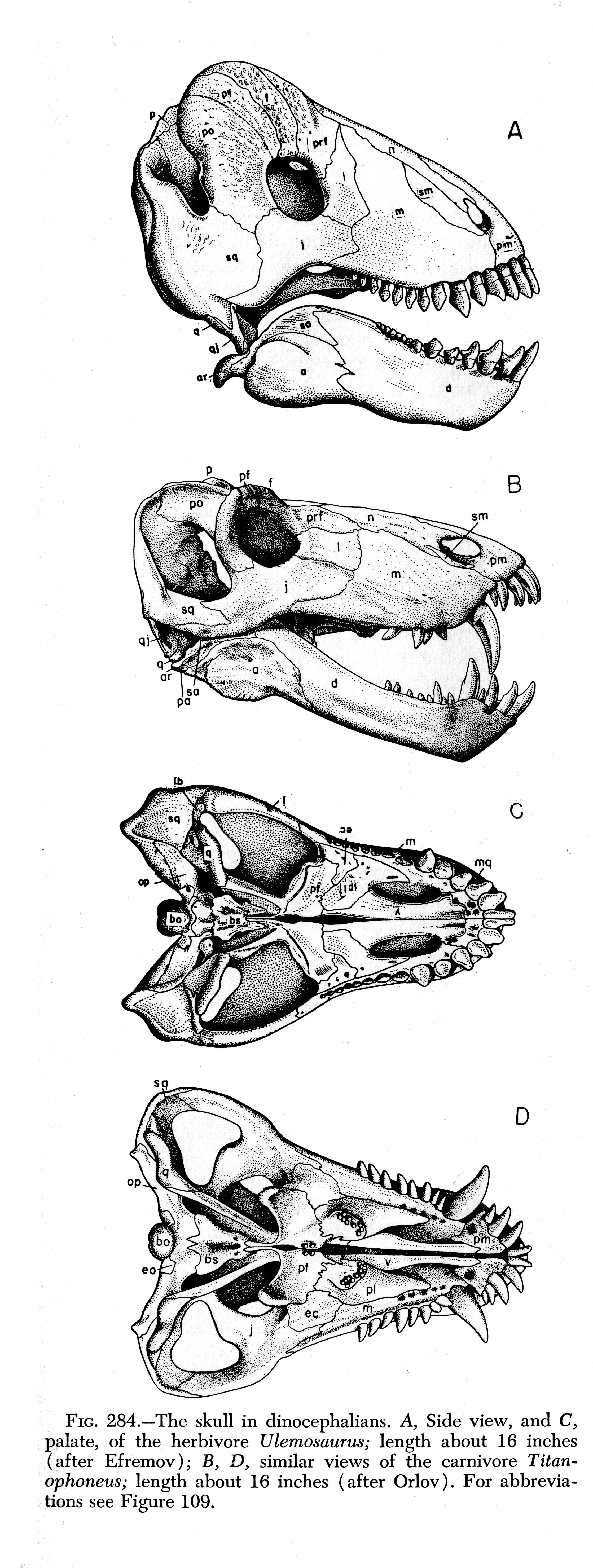 Paleo Slides 11a Synapsids