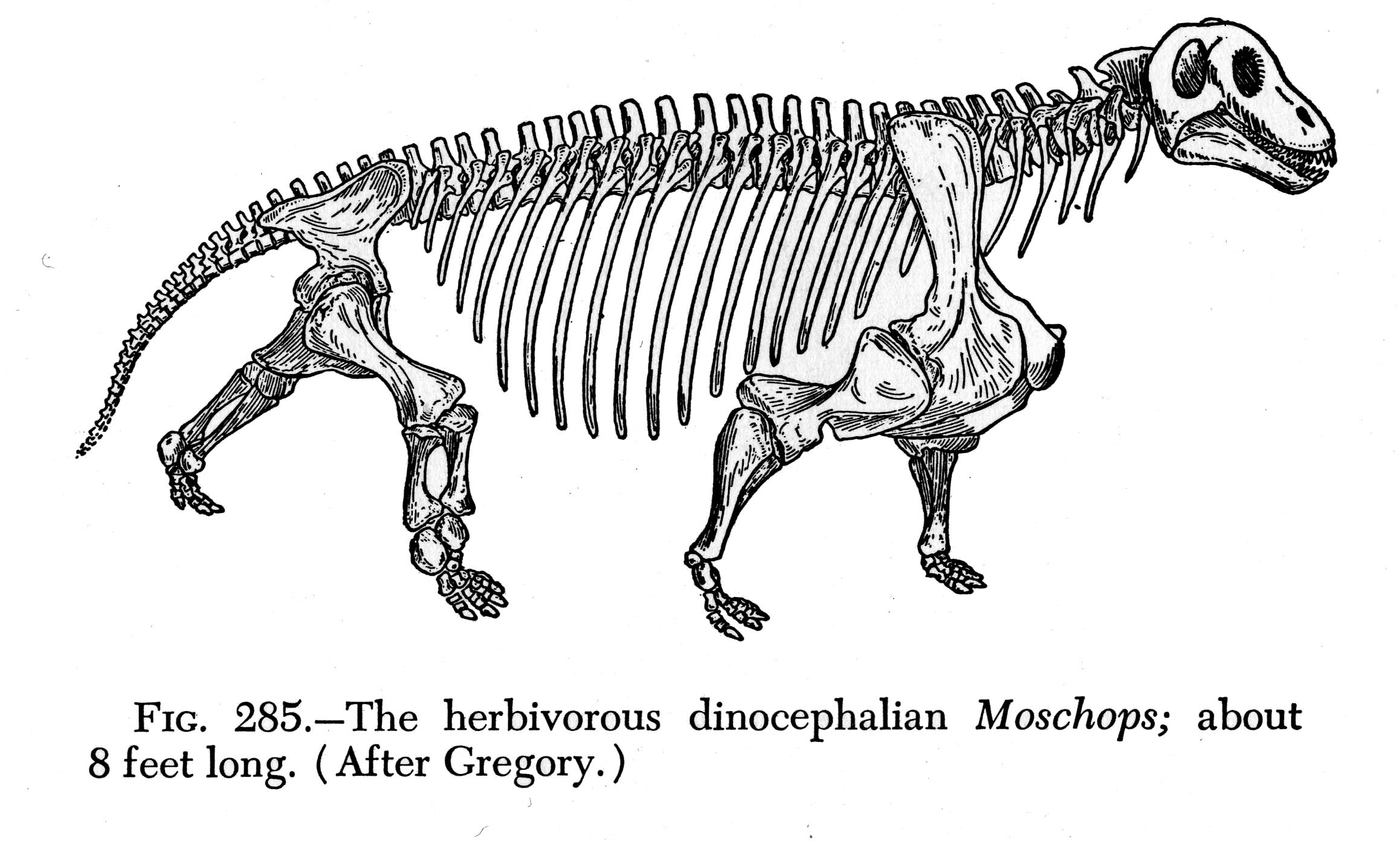 Paleo Slides 11a Synapsids