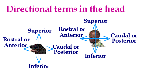 Directional terms